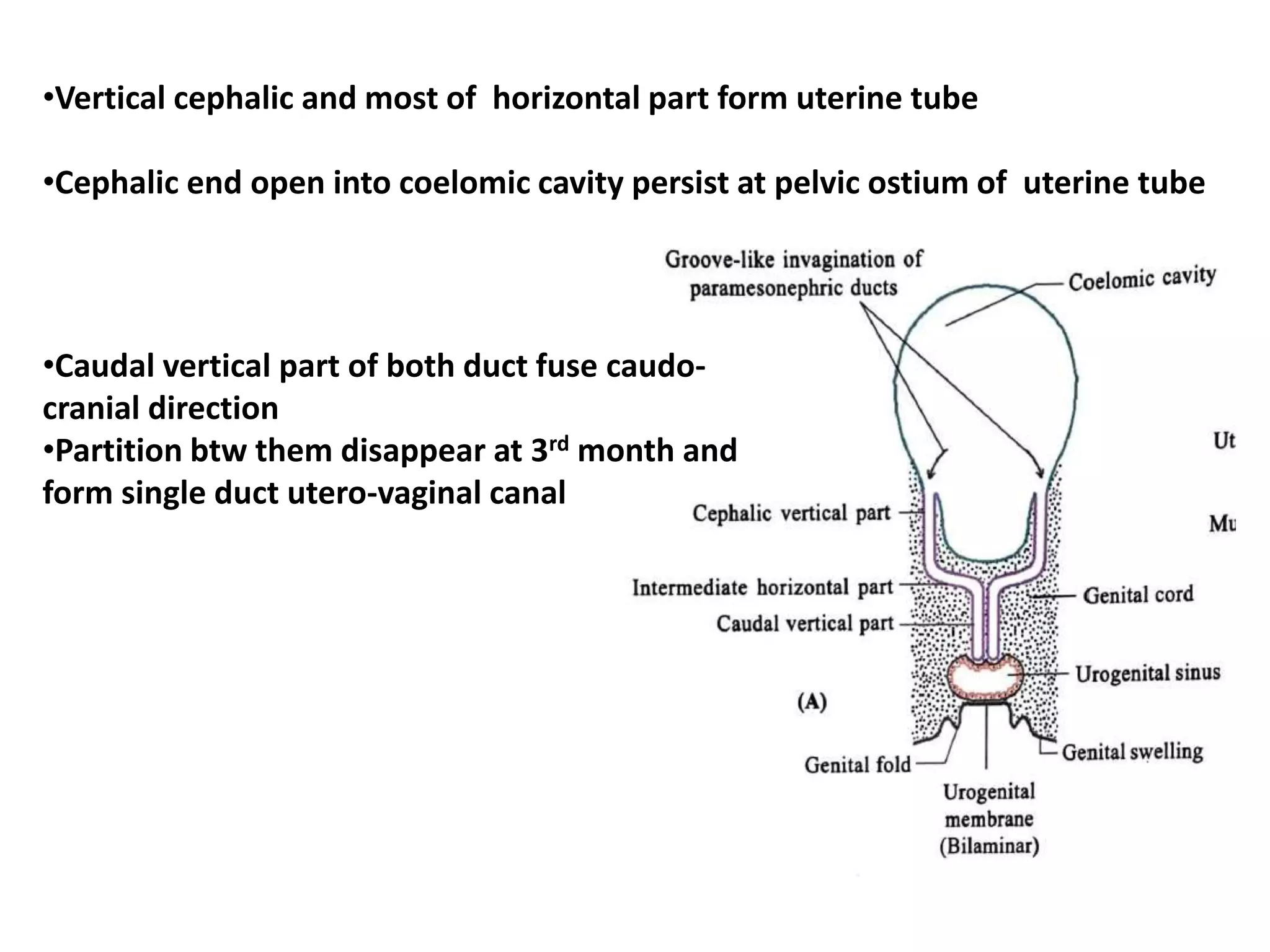 Development of Female Reproductive system.pptx