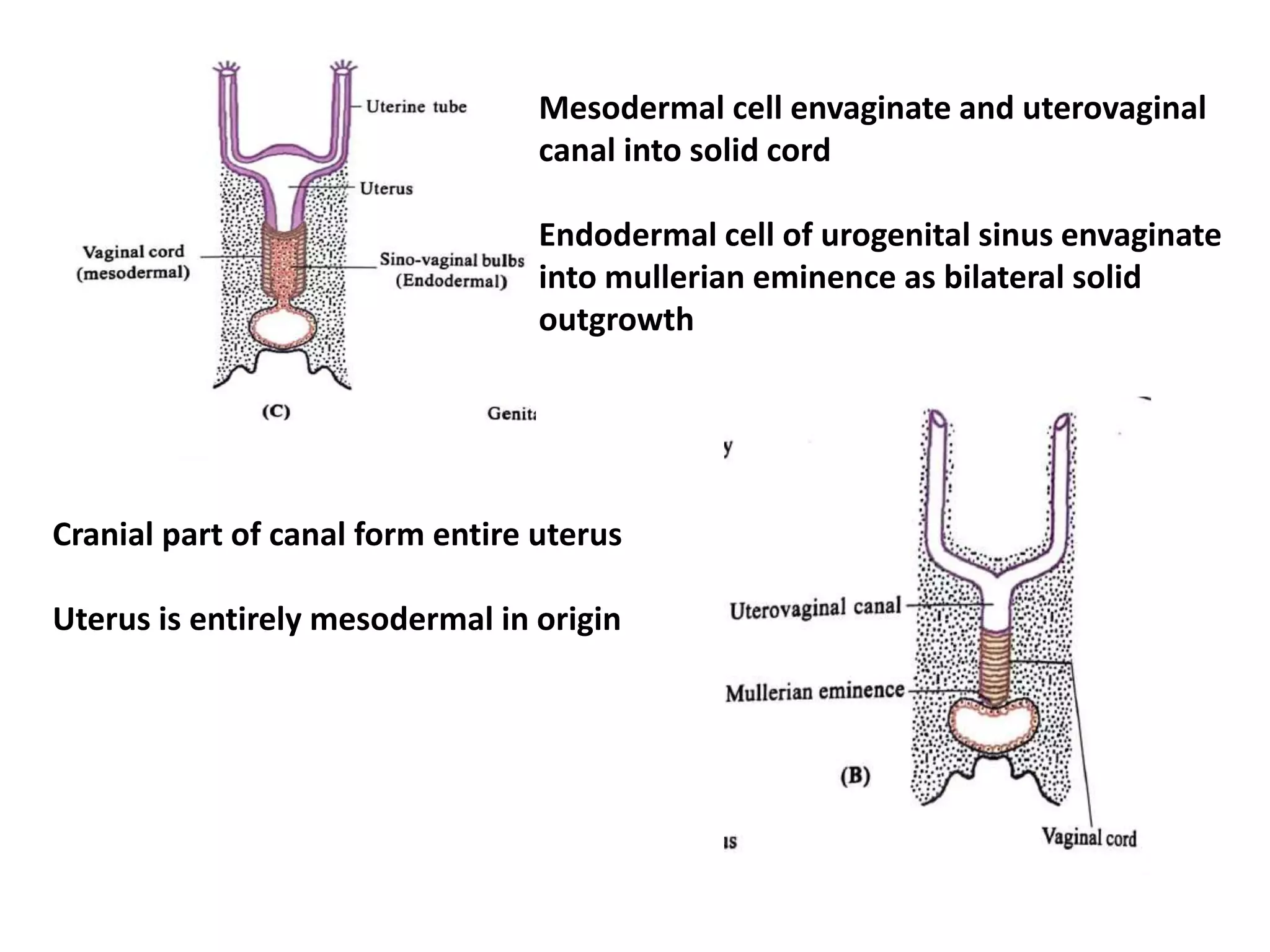 Development of Female Reproductive system.pptx
