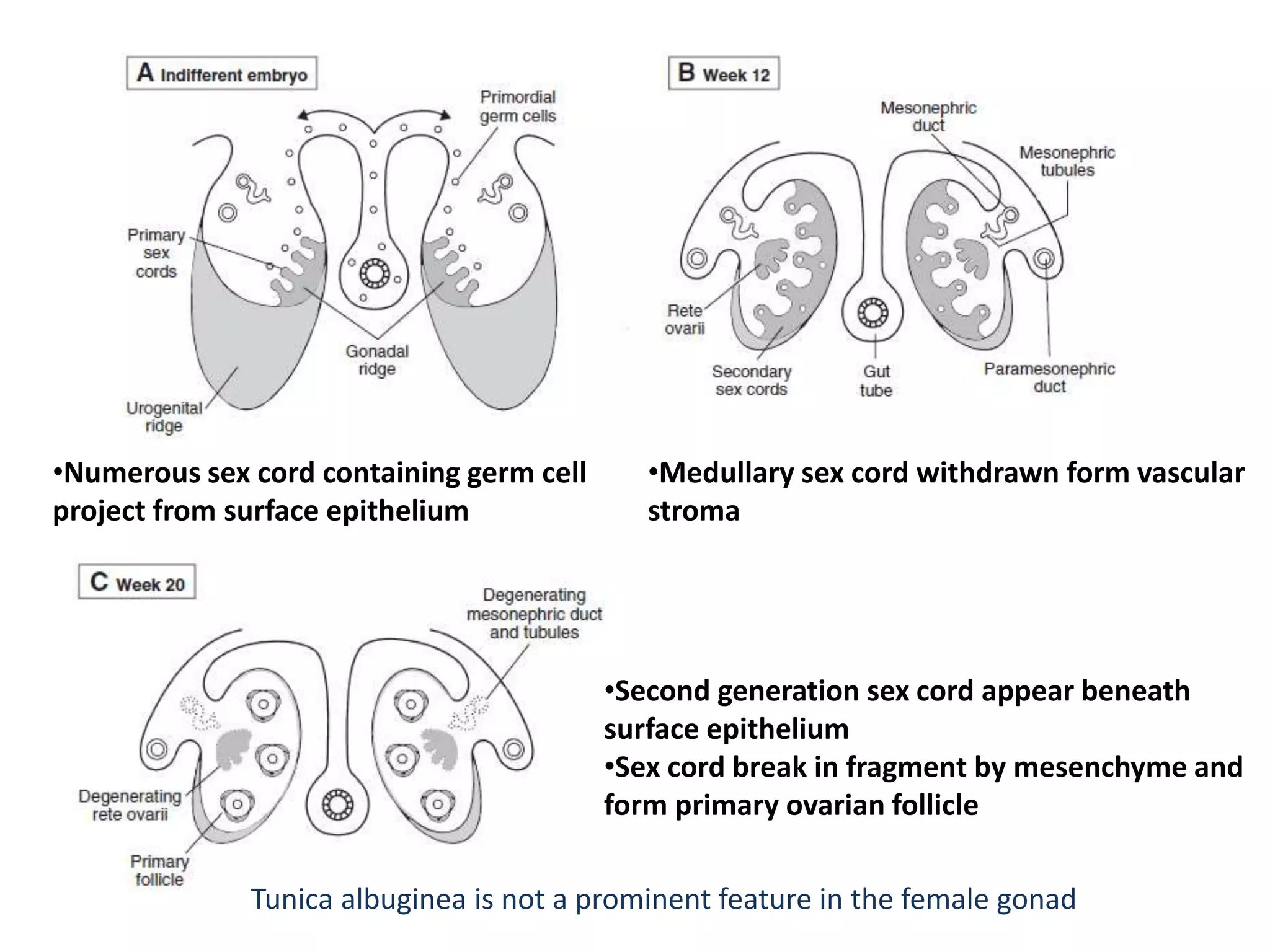 Development of Female Reproductive system.pptx