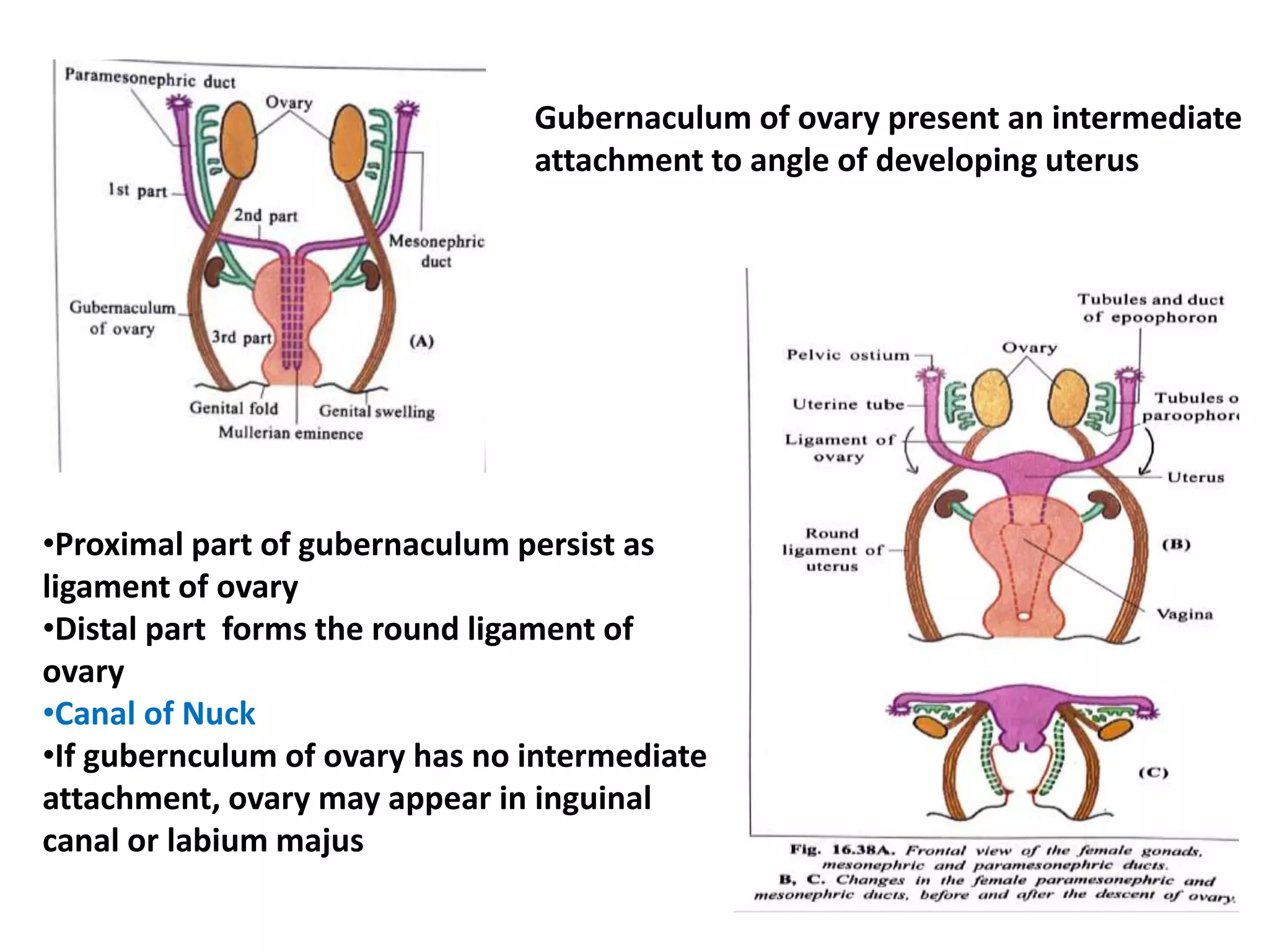 Development of Female Reproductive system.pptx