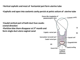 Development of Female Reproductive system.pptx