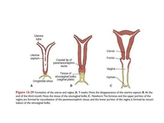 Development of Female Reproductive system.pptx