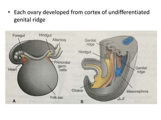 Development of Female Reproductive system.pptx