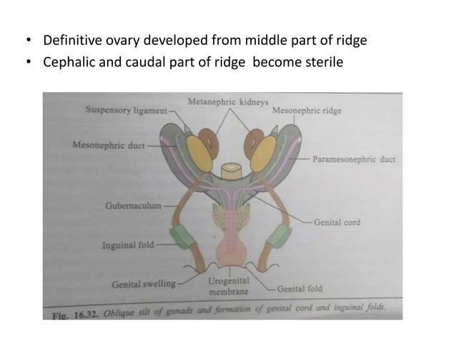 Development of Female Reproductive system.pptx