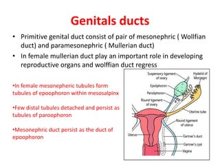 Development of Female Reproductive system.pptx
