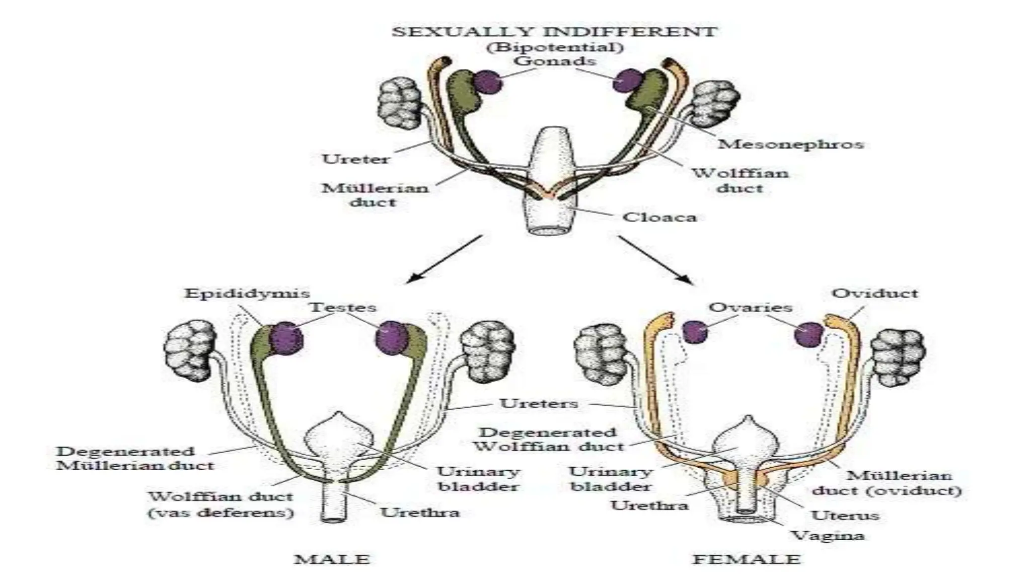 Development of FEMALE REPRODUCTIVE SYSTEM.pptx