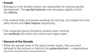 Development of FEMALE REPRODUCTIVE SYSTEM.pptx
