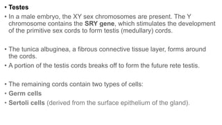 Development of FEMALE REPRODUCTIVE SYSTEM.pptx