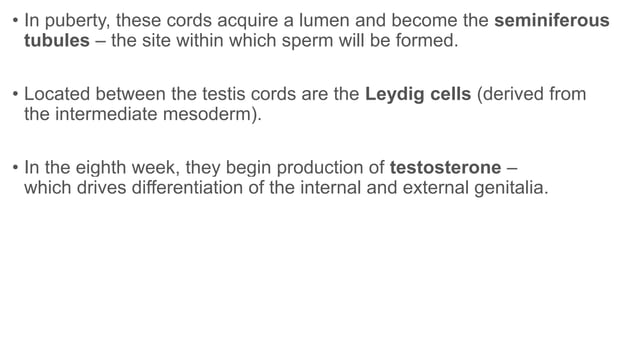 Development Of Female Reproductive System Pptx