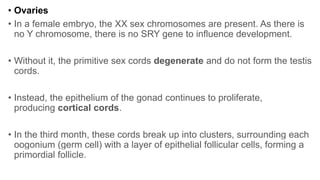 Development of FEMALE REPRODUCTIVE SYSTEM.pptx