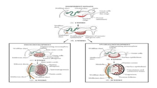 Development of FEMALE REPRODUCTIVE SYSTEM.pptx