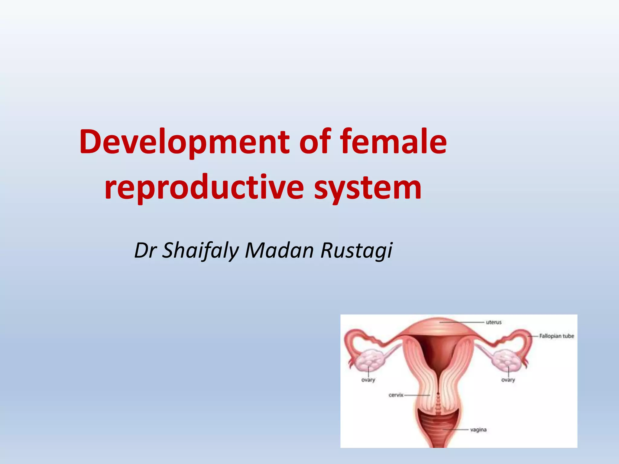 Development of female reproductive system | PPTX