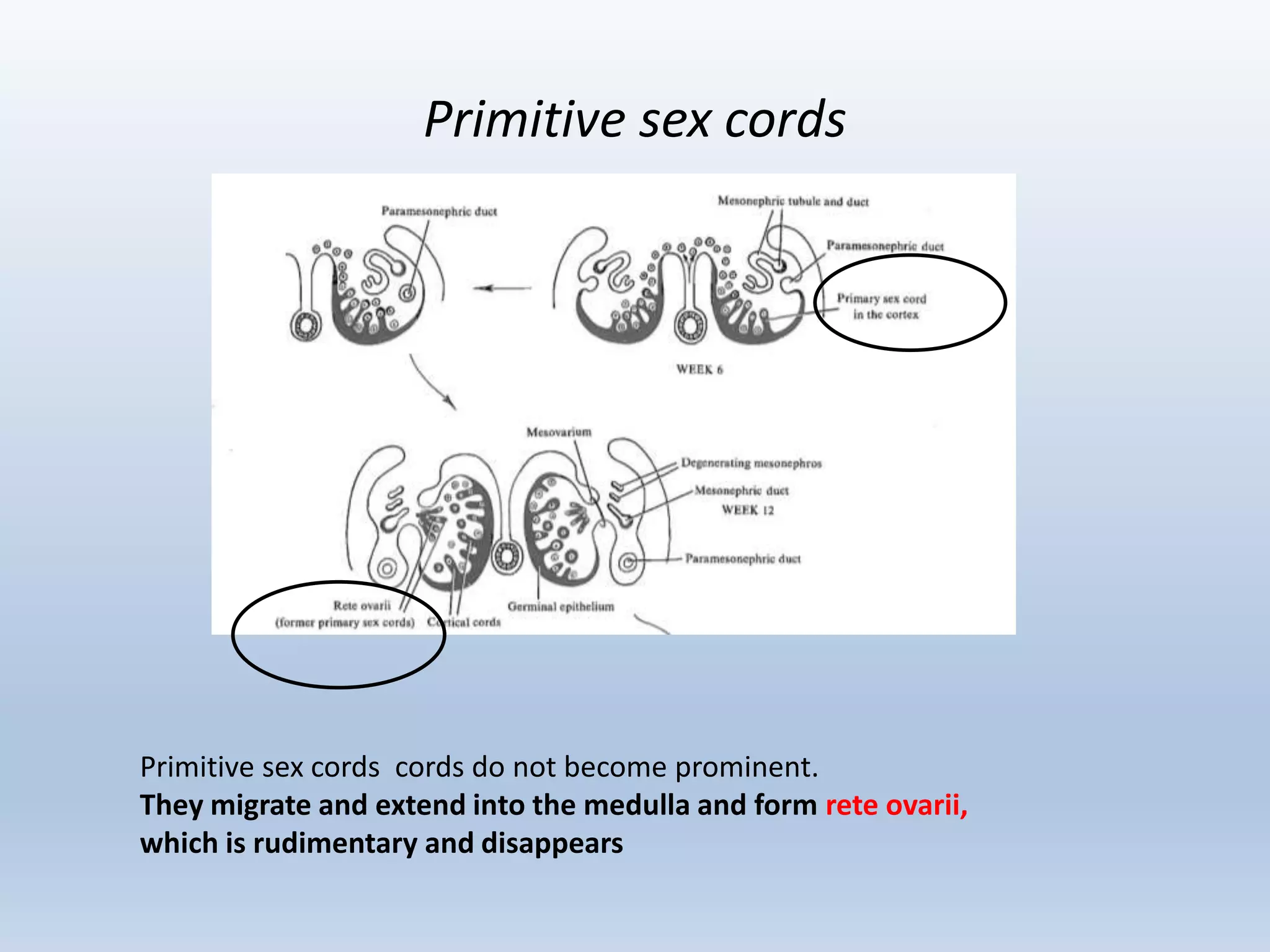 Development of female reproductive system | PPTX
