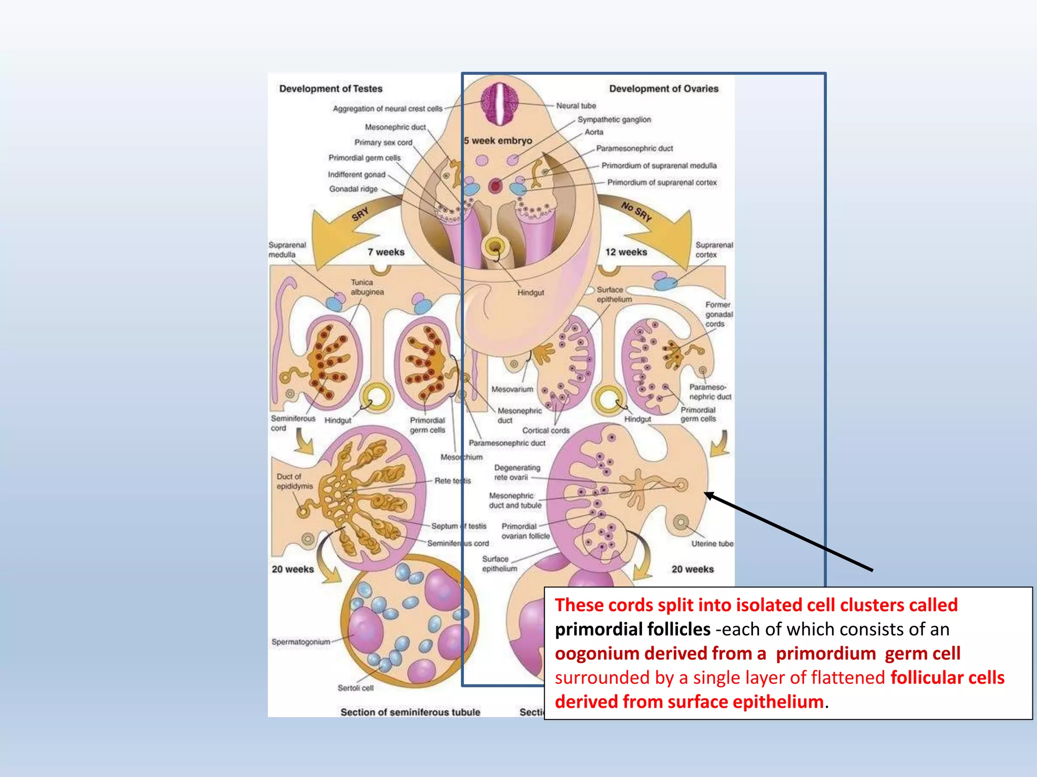 Development of female reproductive system | PPTX