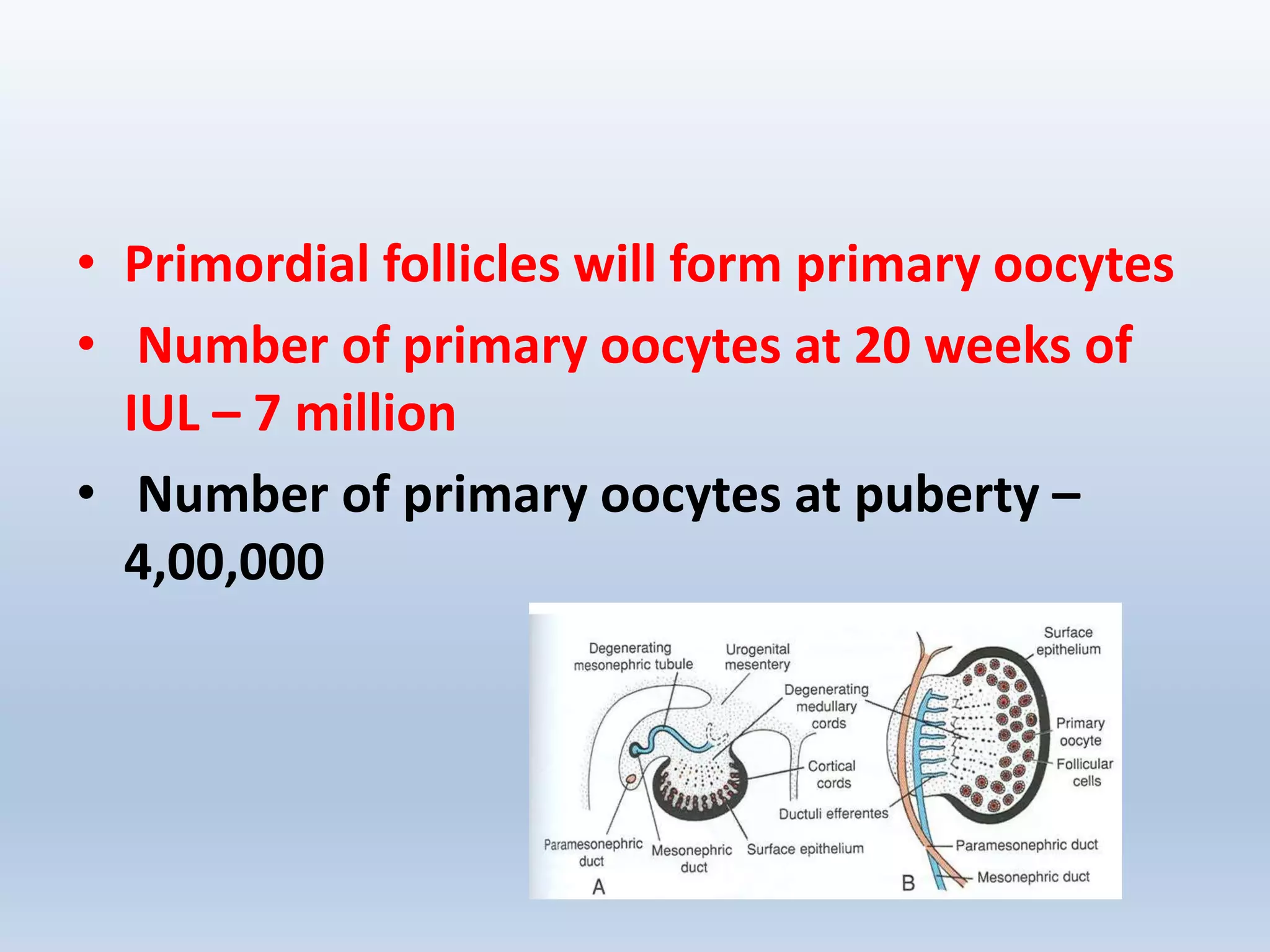Development of female reproductive system | PPTX