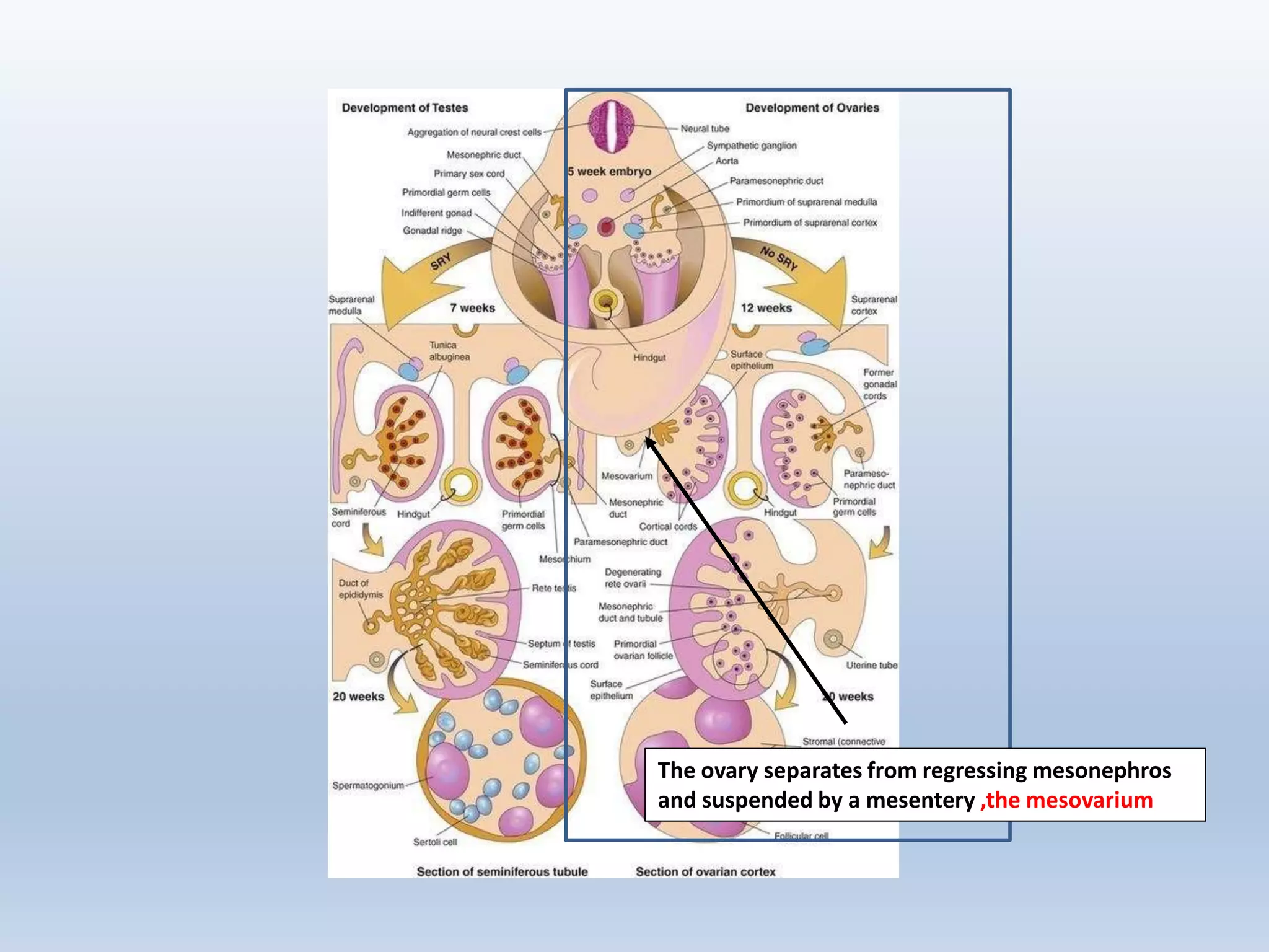 Development of female reproductive system | PPTX