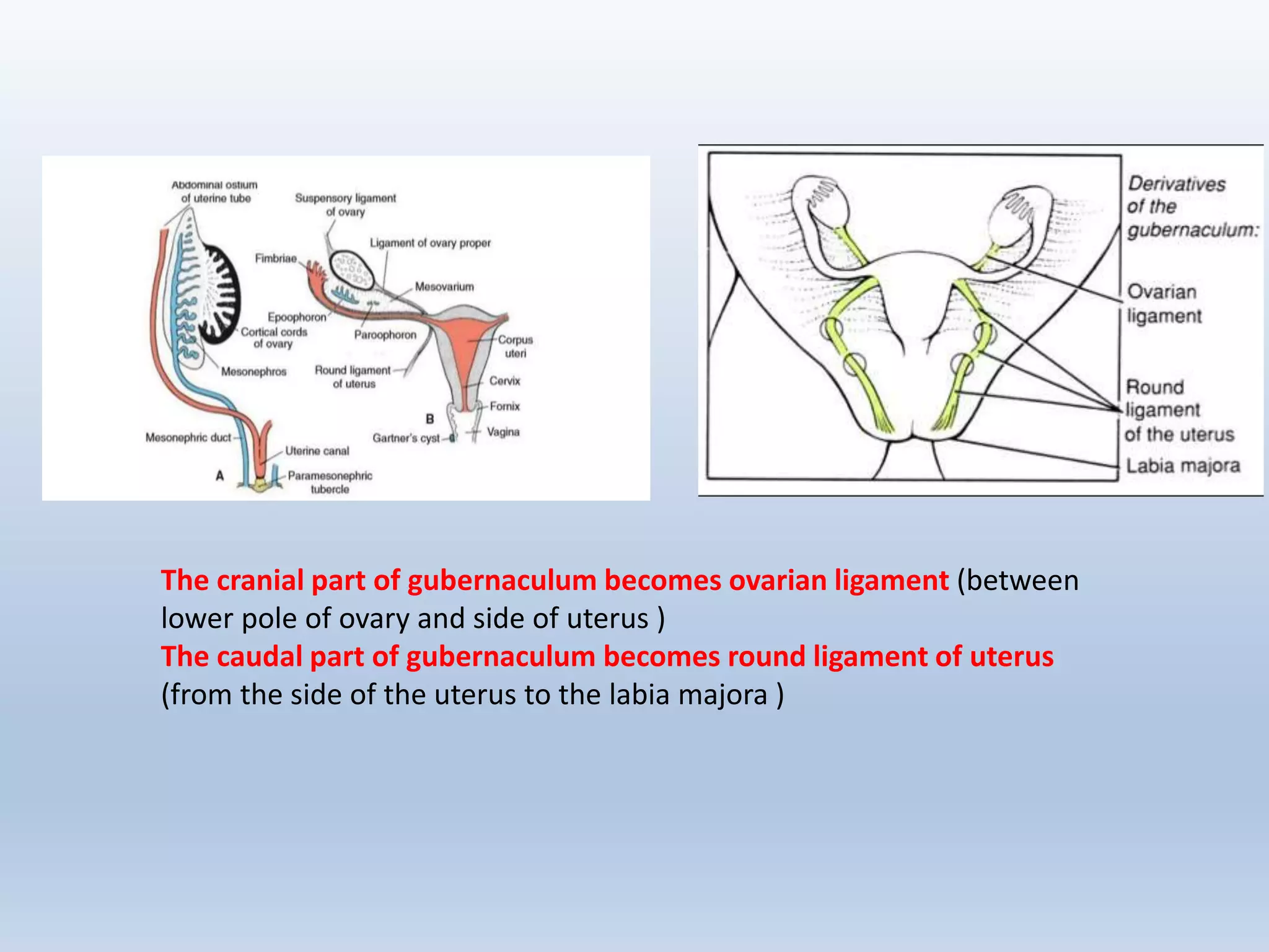Development of female reproductive system | PPTX