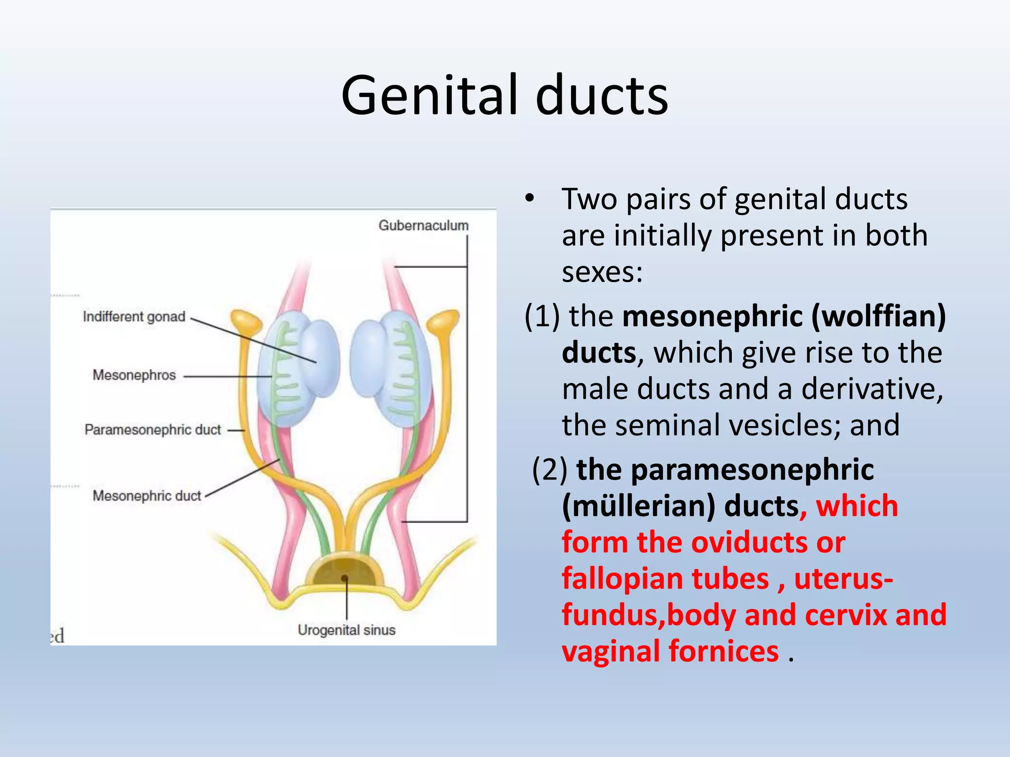 Development of female reproductive system | PPTX