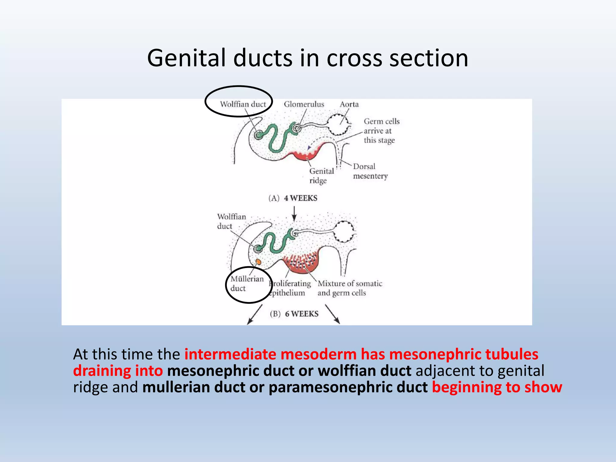 Development of female reproductive system | PPTX