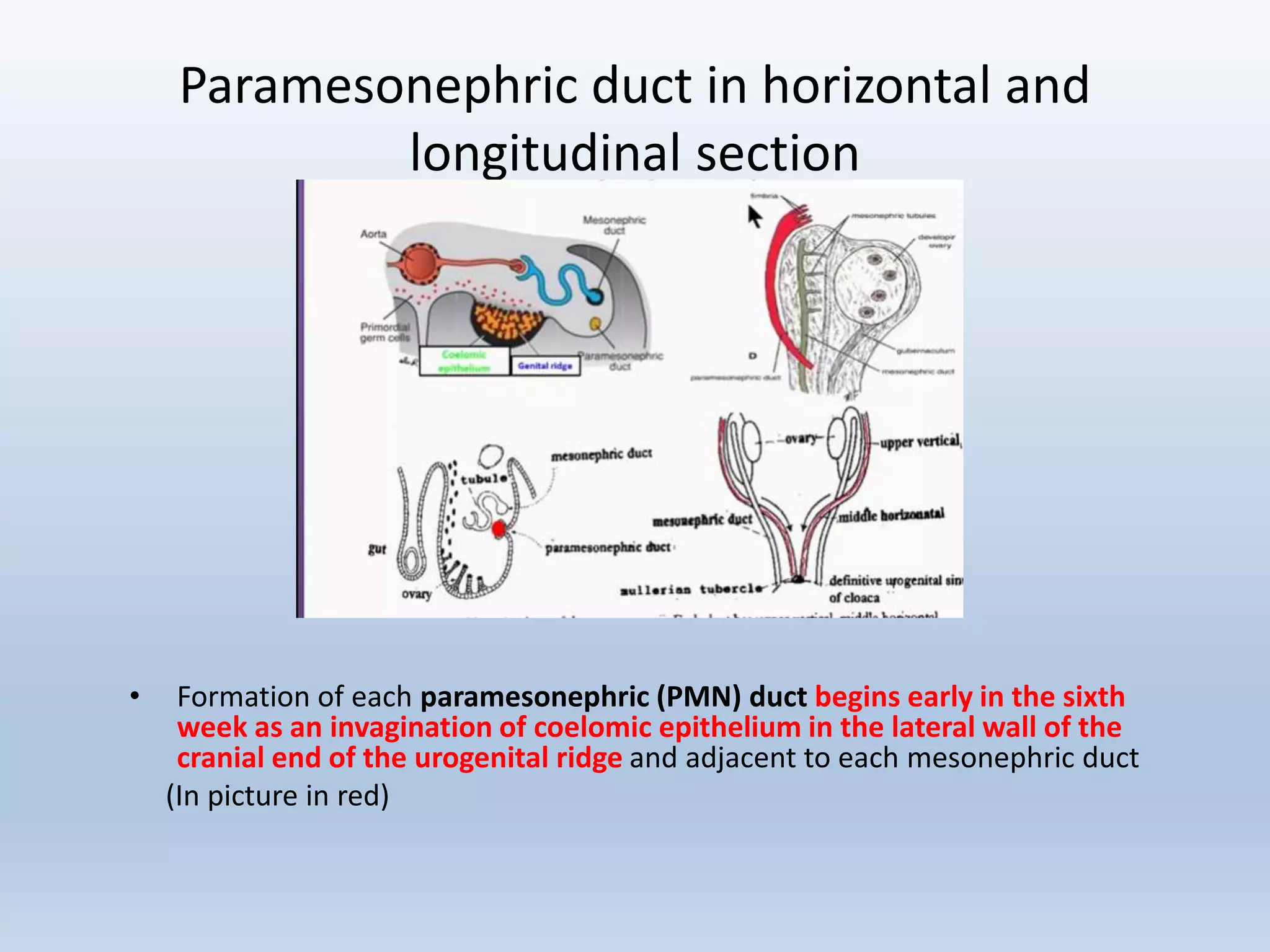 Development of female reproductive system | PPTX