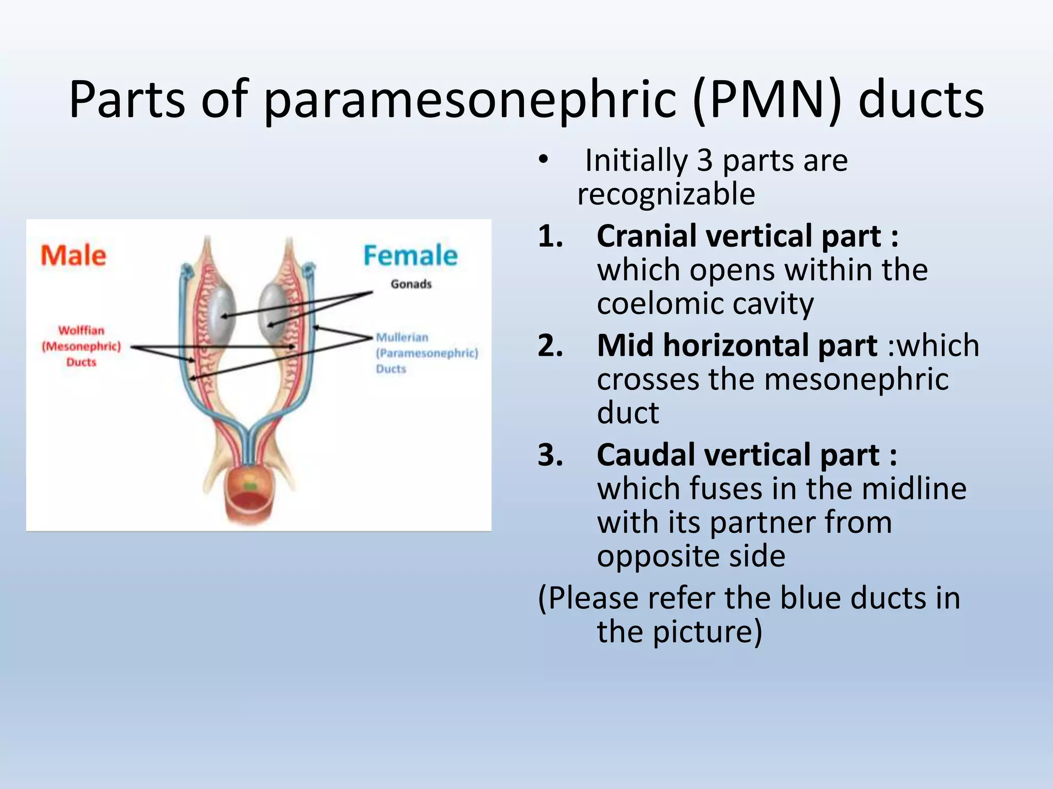 Development of female reproductive system | PPTX