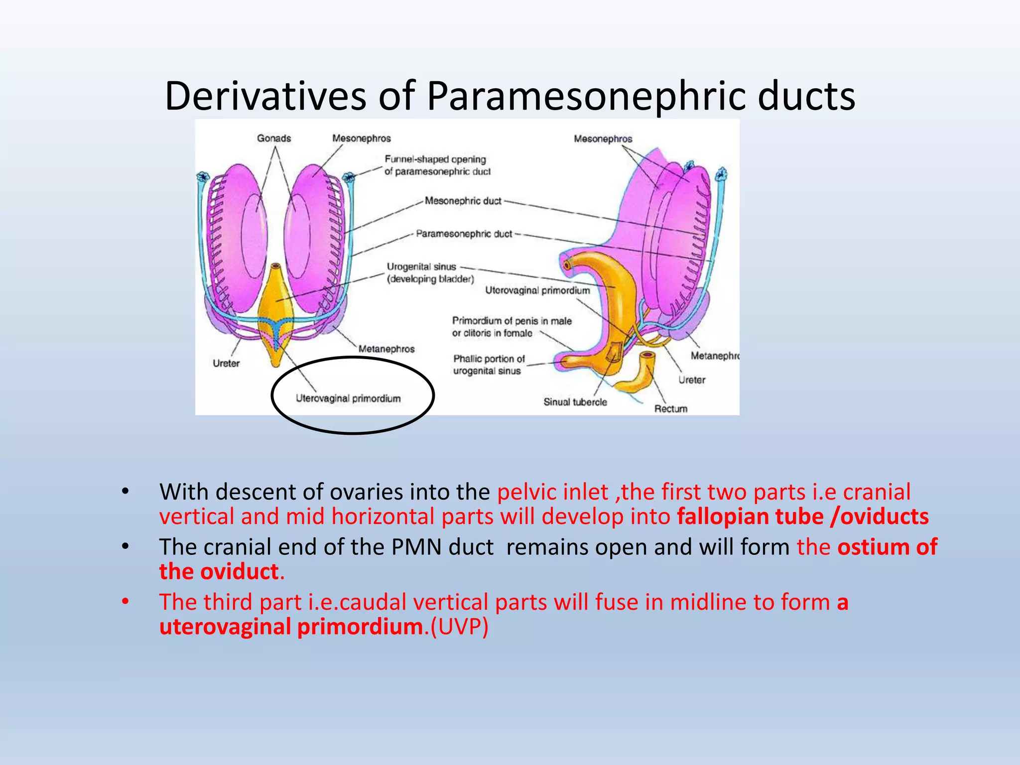 Development of female reproductive system | PPTX