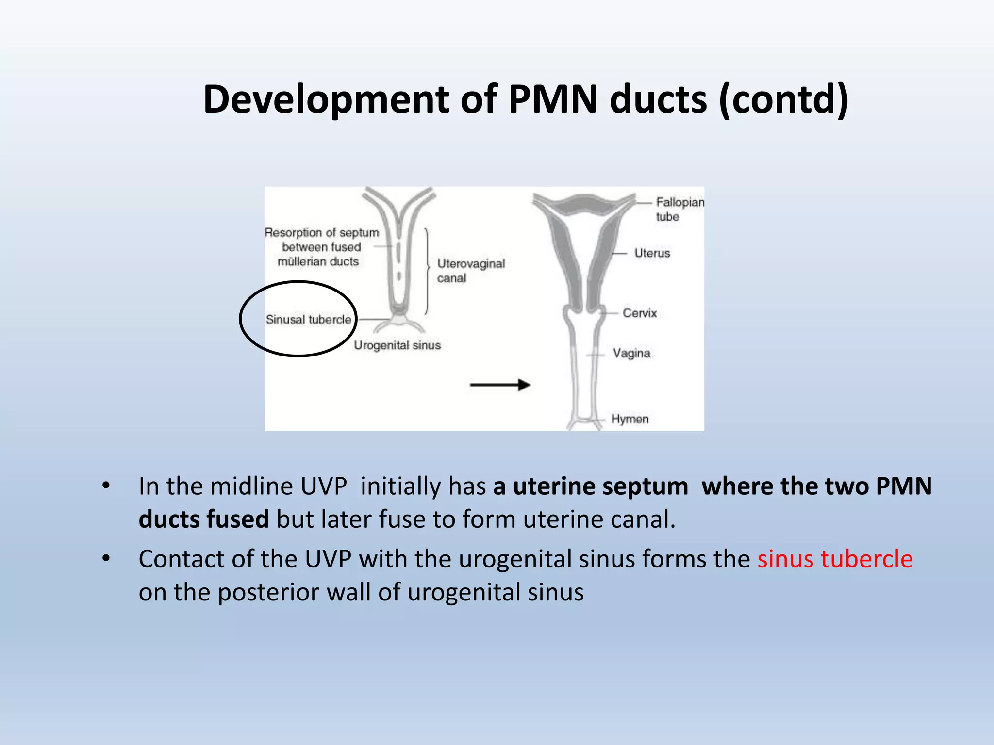 Development of female reproductive system | PPTX