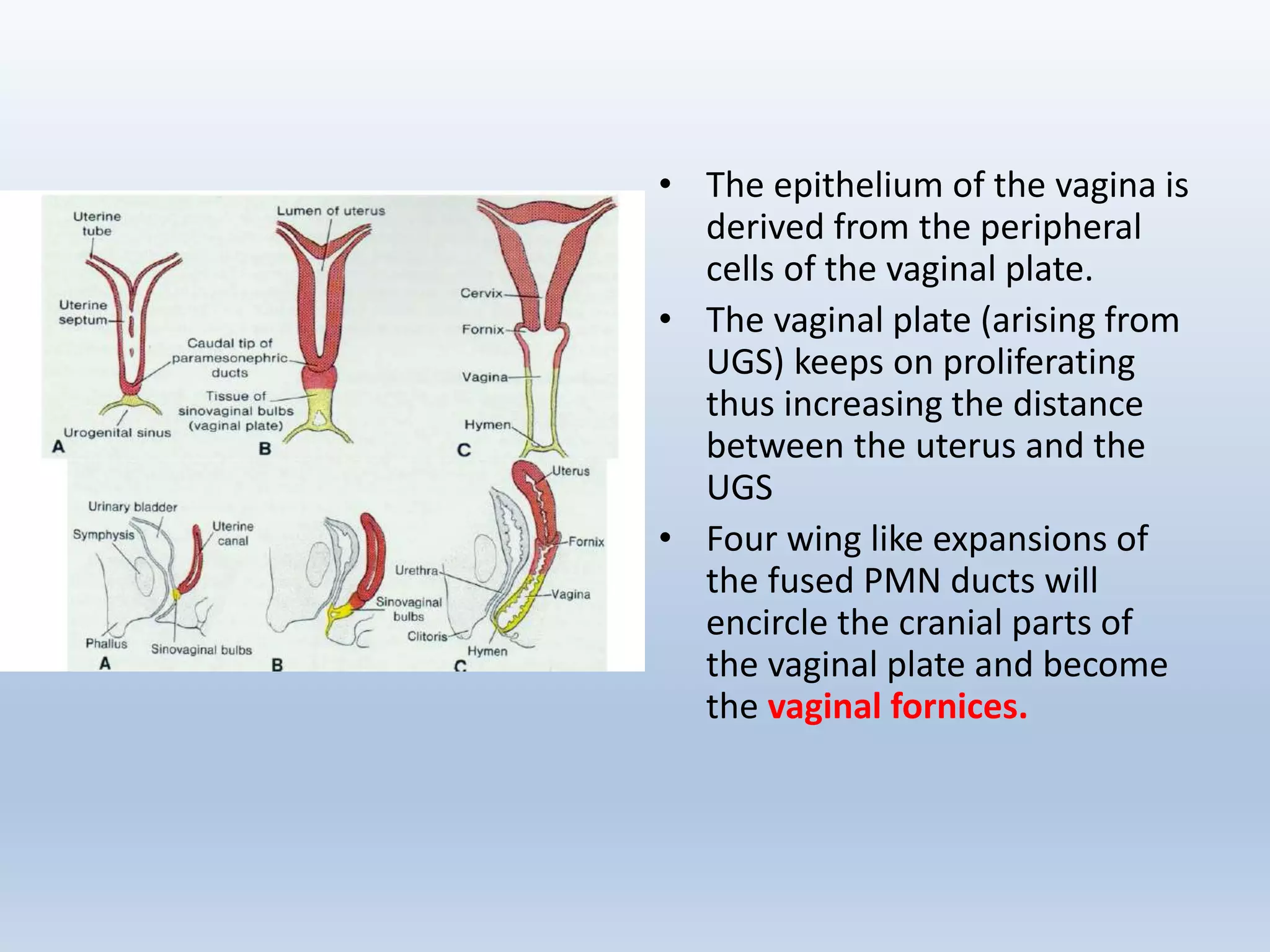 Development of female reproductive system | PPTX