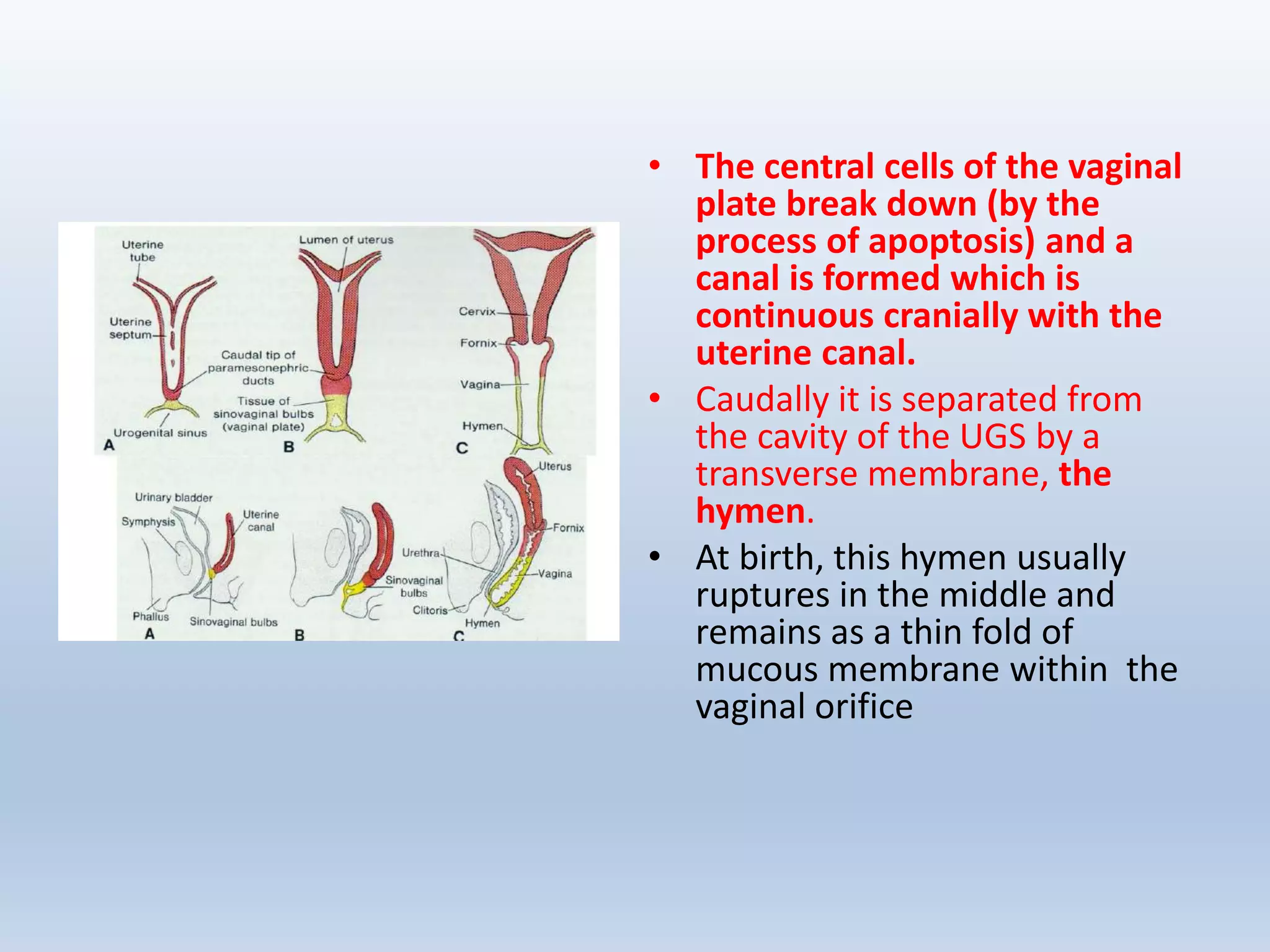 Development of female reproductive system | PPTX