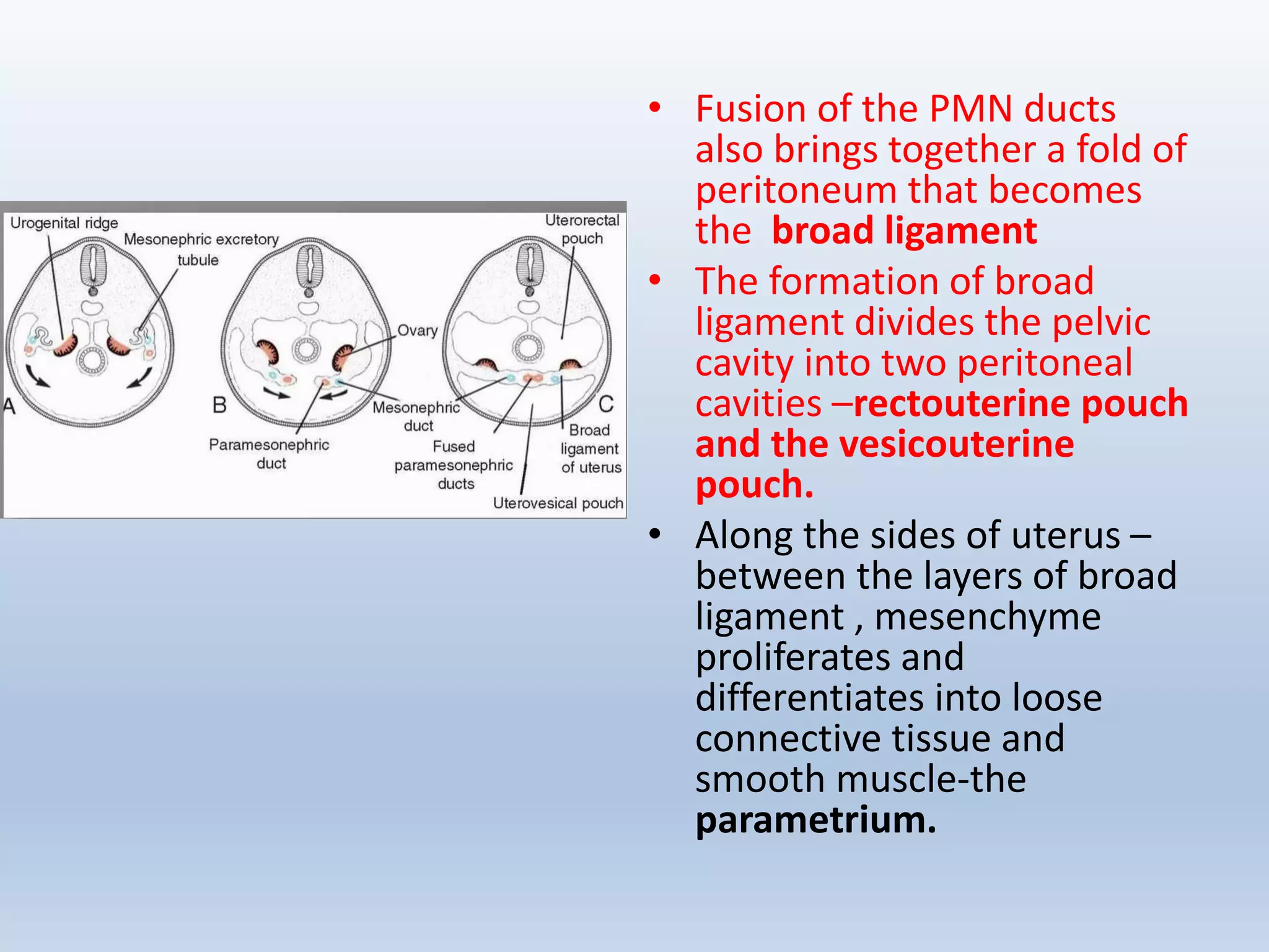 Development of female reproductive system | PPTX