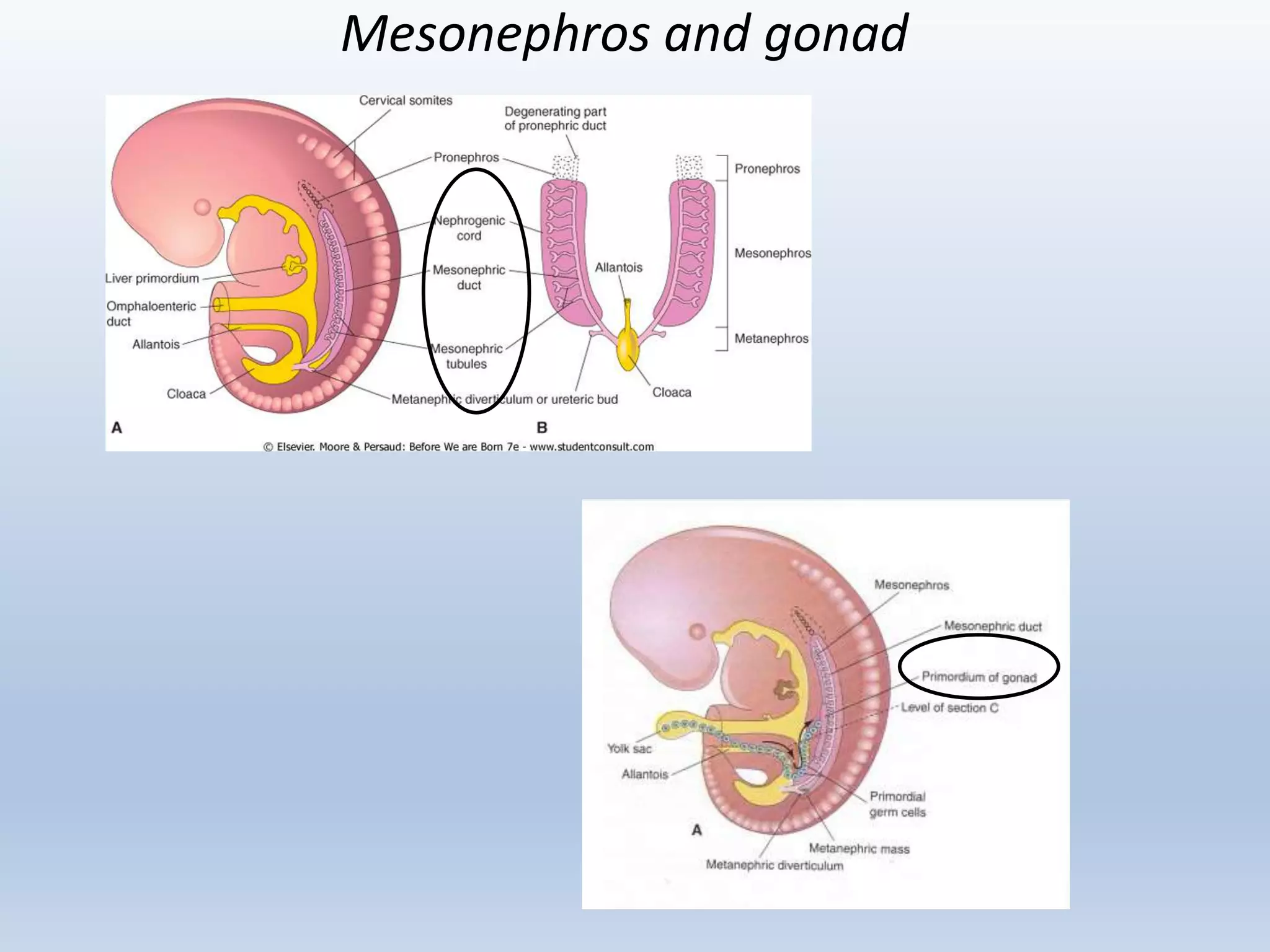 Development of female reproductive system | PPTX