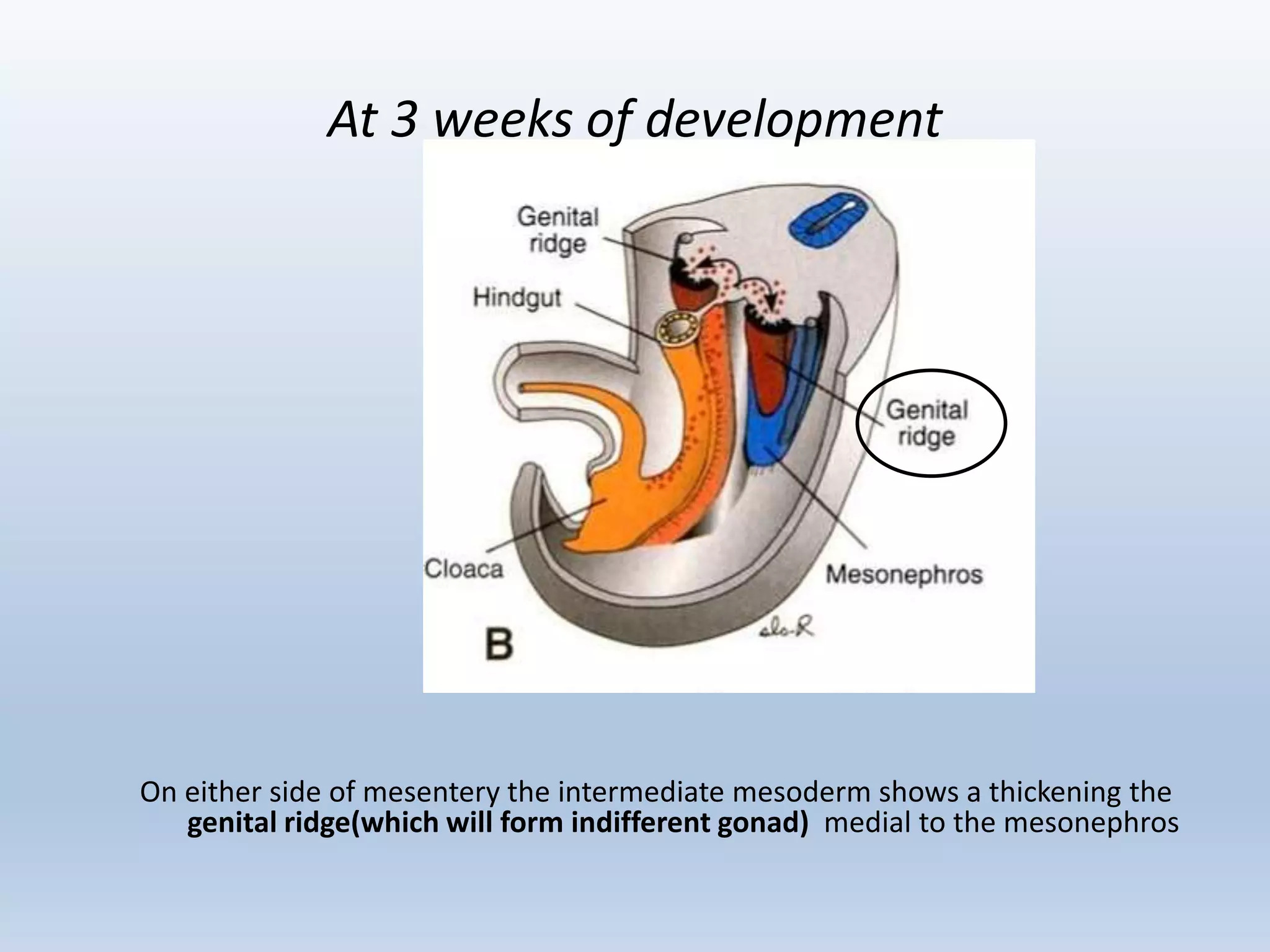 Development of female reproductive system | PPTX