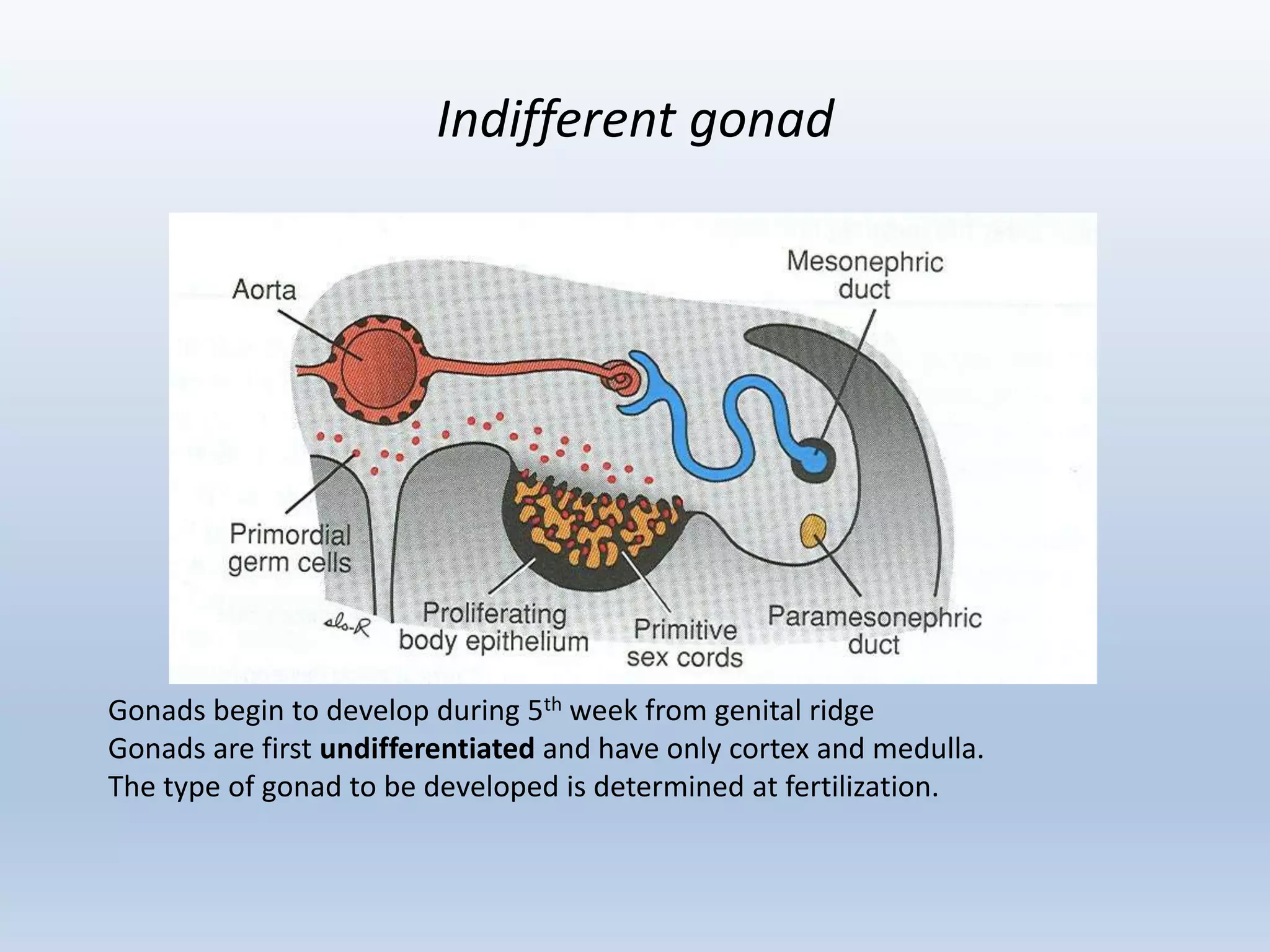 Development of female reproductive system | PPTX
