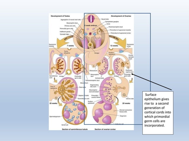 Development of female reproductive system | PPTX | Reproductive Health ...