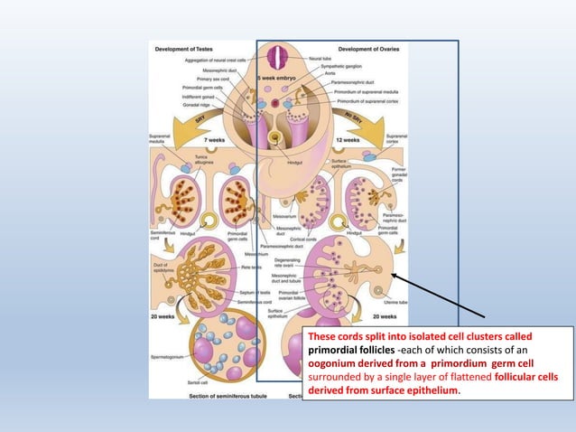 Development of female reproductive system | PPTX | Reproductive Health ...