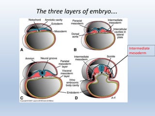 Development of female reproductive system | PPTX