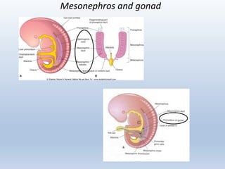 Development of female reproductive system | PPTX