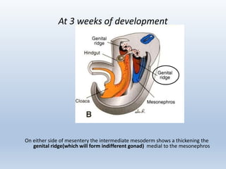 Development of female reproductive system | PPTX