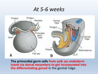 Development of female reproductive system | PPTX