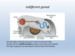 Development of female reproductive system | PPTX