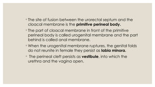 Development of female reproductive tract.pptx