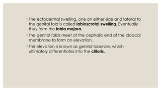 Development of female reproductive tract.pptx