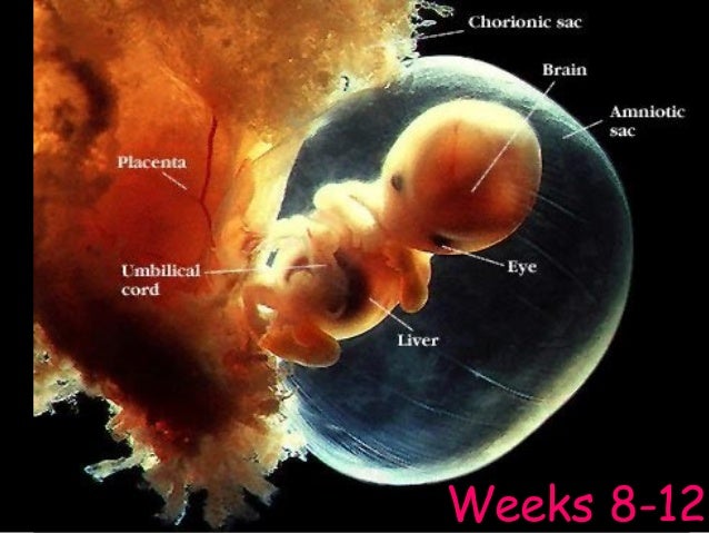 Development of foetus (2)