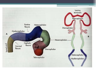 Development of forebrain by DR.ARSHAD | PPTX