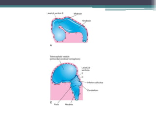 Development of forebrain by DR.ARSHAD | PPTX