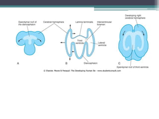 Development of forebrain by DR.ARSHAD | PPTX