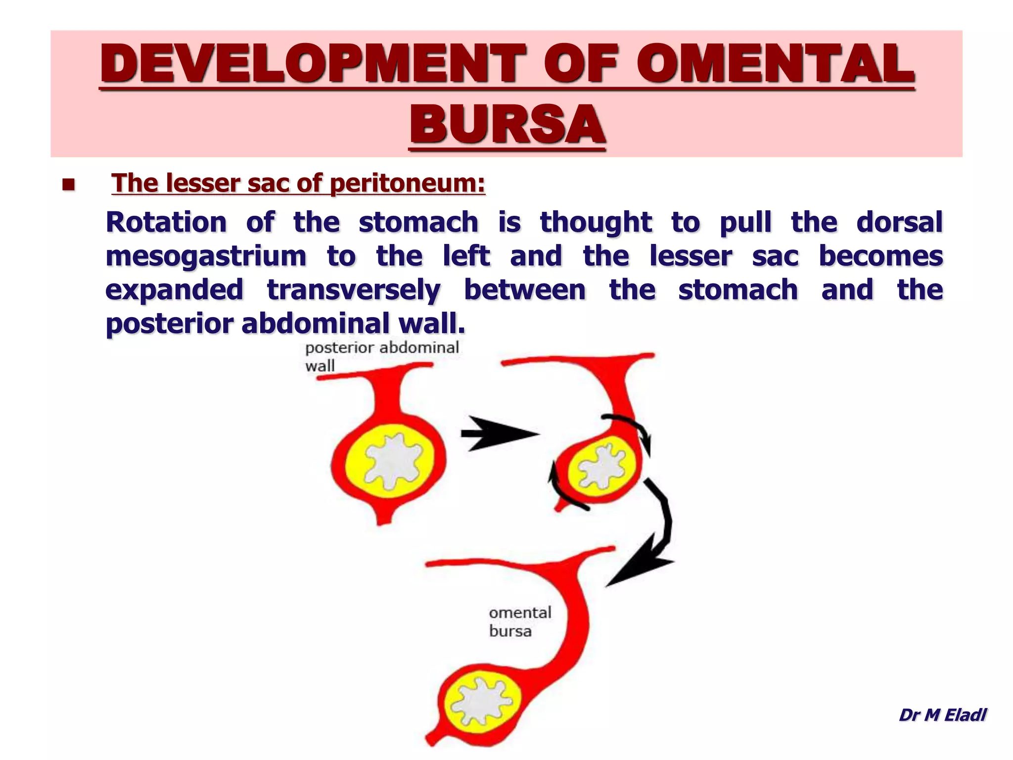 Development of foregut | PPTX