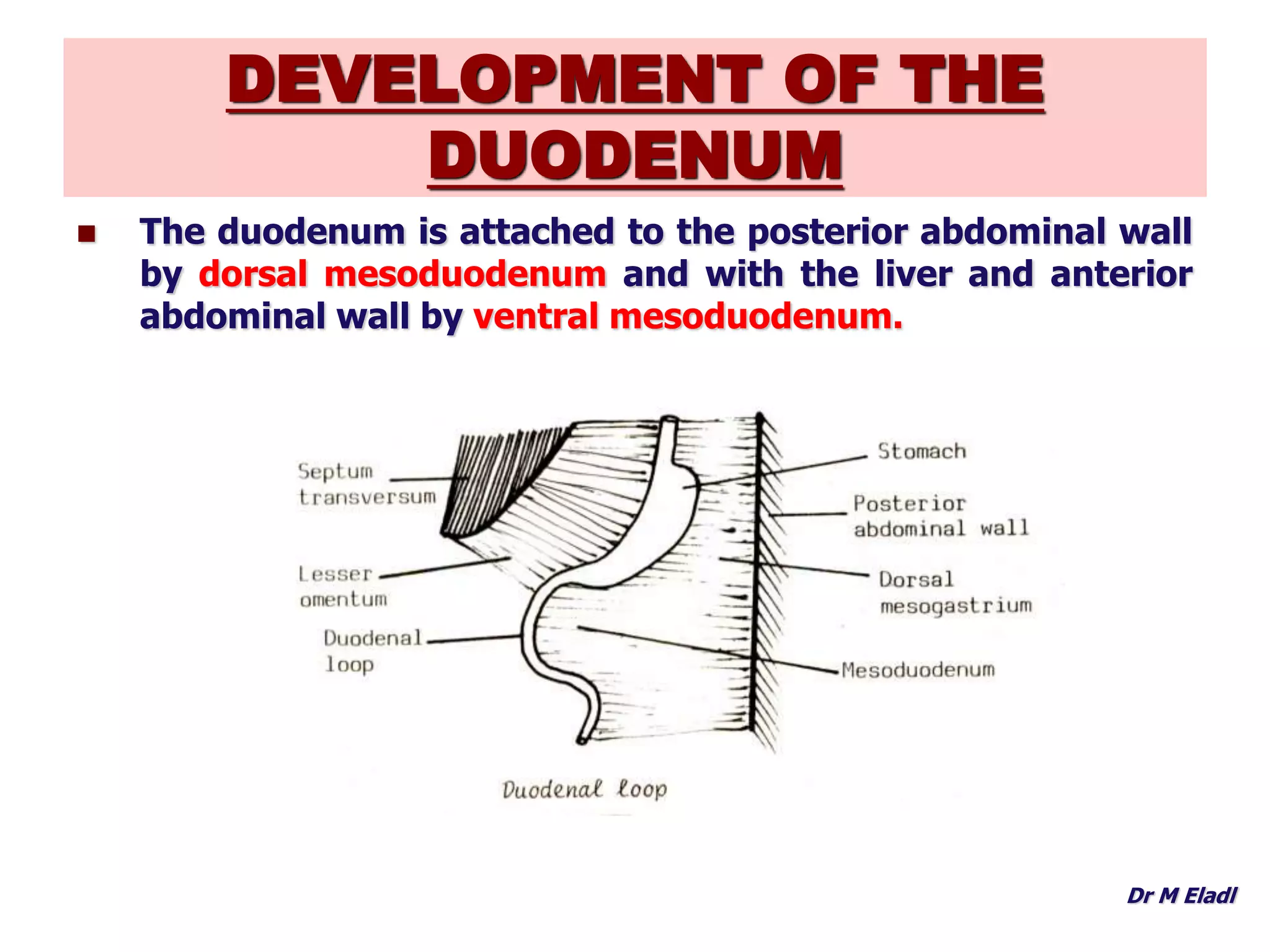 Development of foregut | PPTX