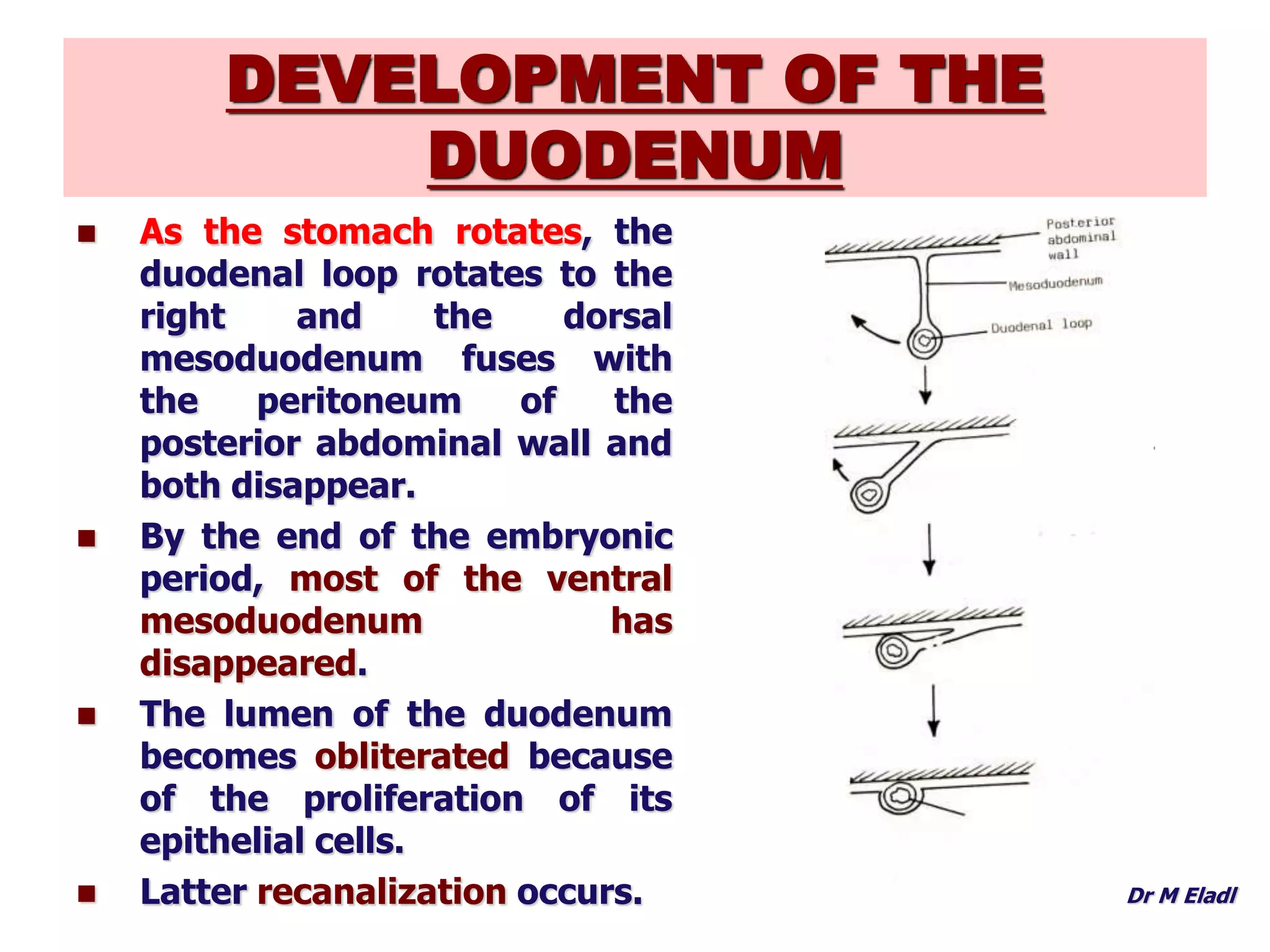 Development of foregut | PPTX