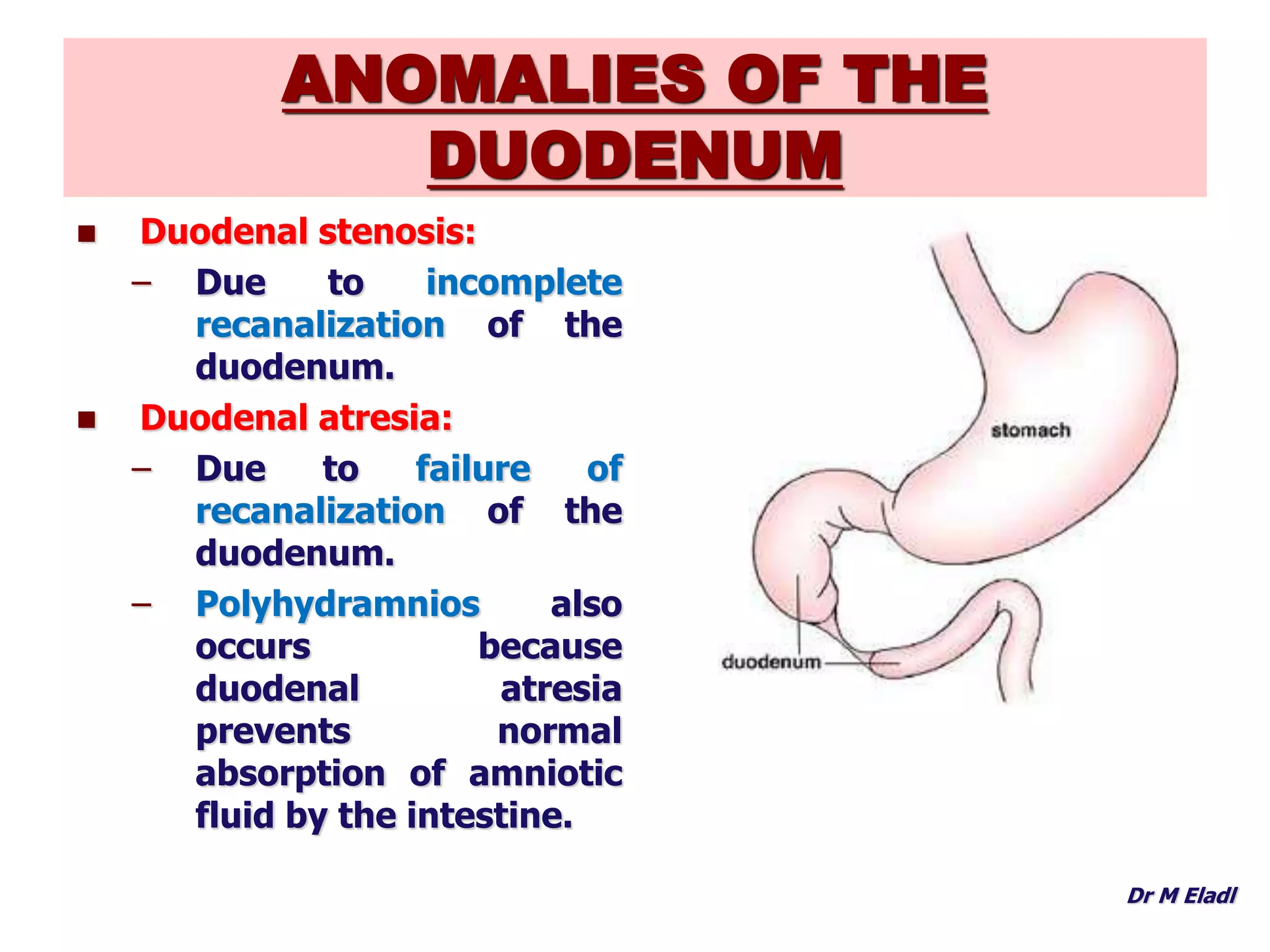 Development of foregut | PPTX
